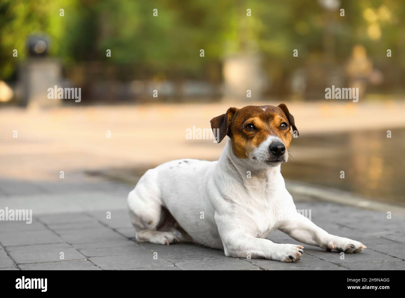 Cute Jack Russel terrier lying on paving stones outdoors Stock Photo ...