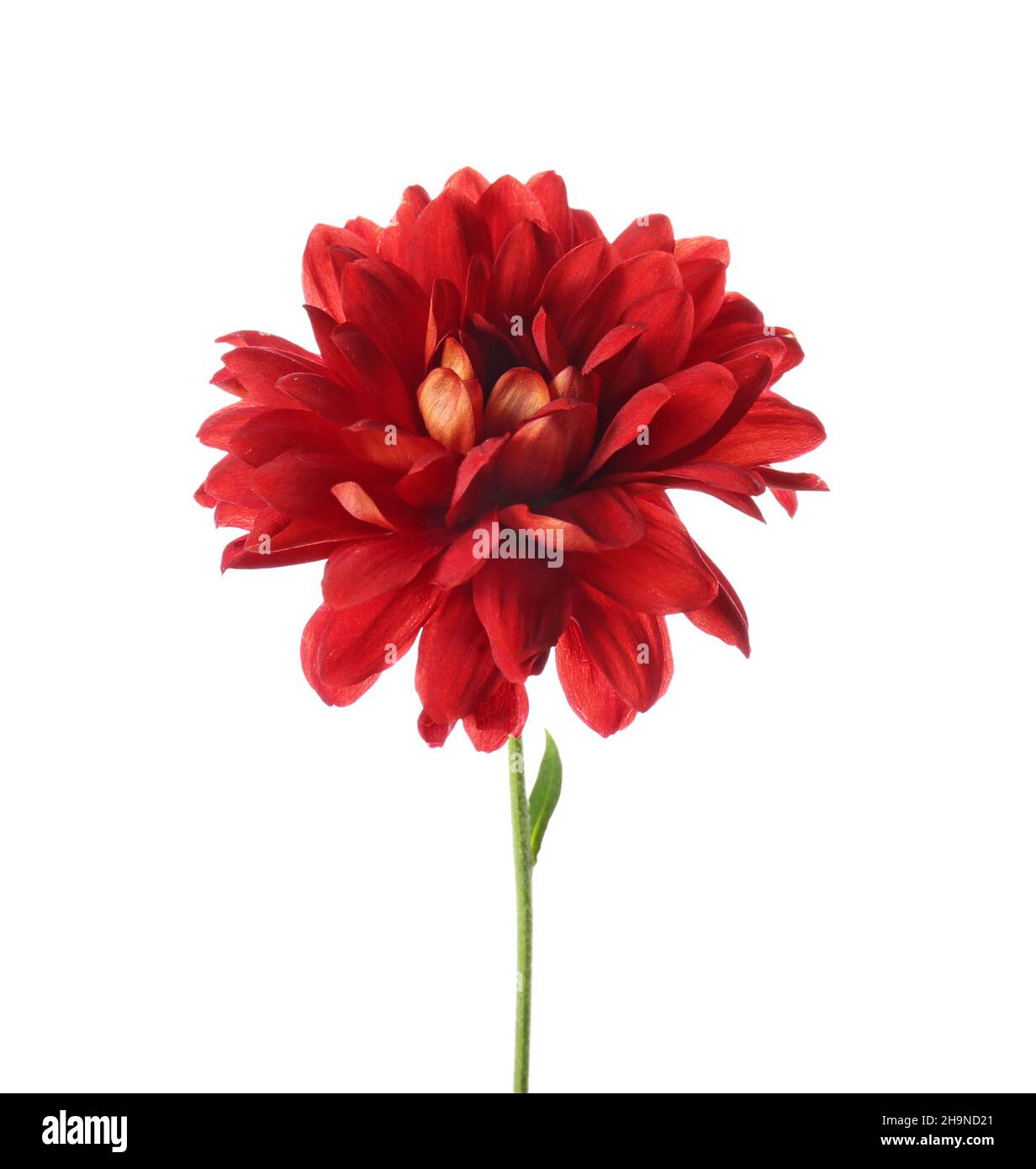 Beautiful red flower on white background Stock Photo - Alamy