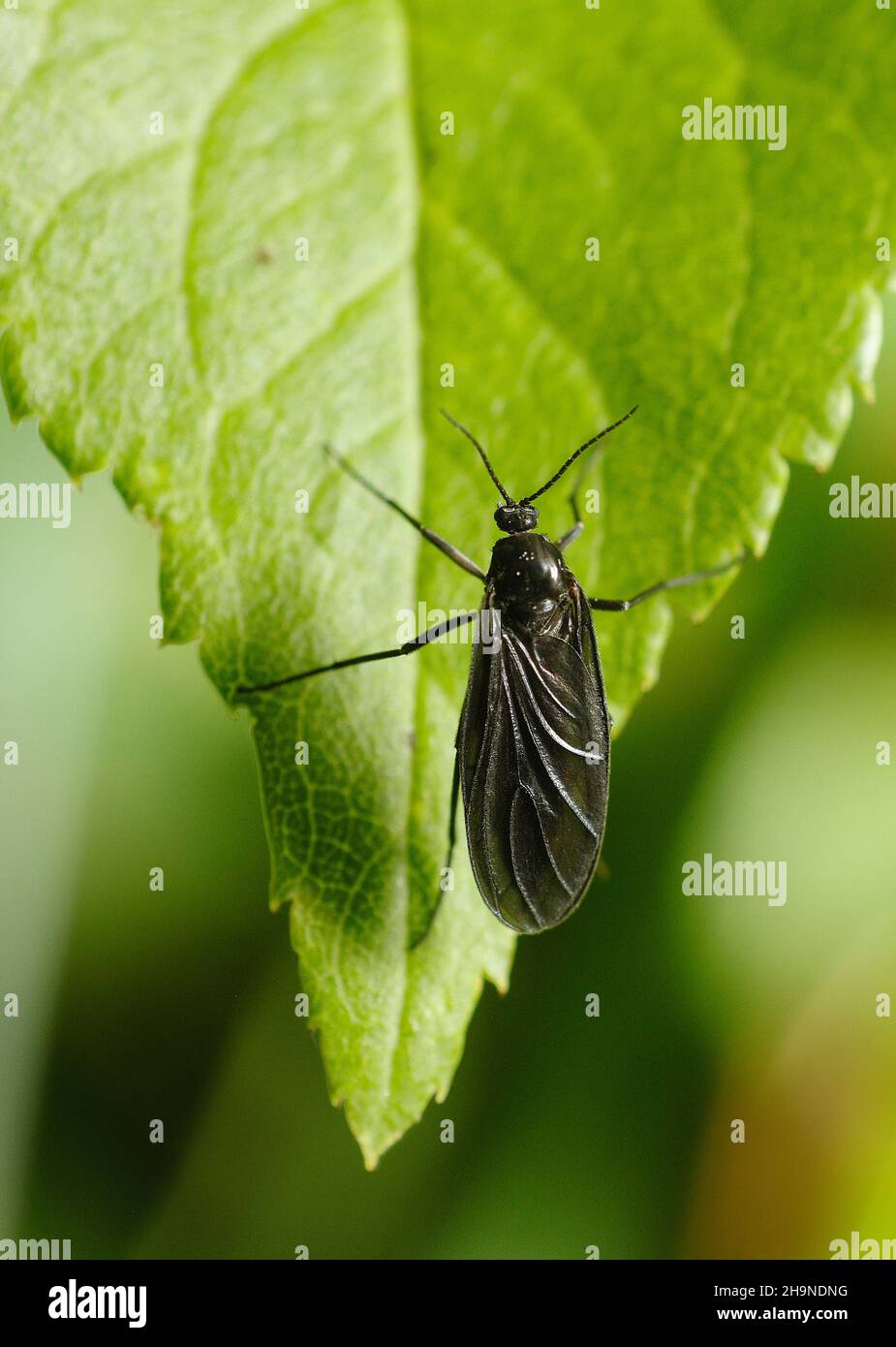 Six legged insect hi-res stock photography and images - Alamy