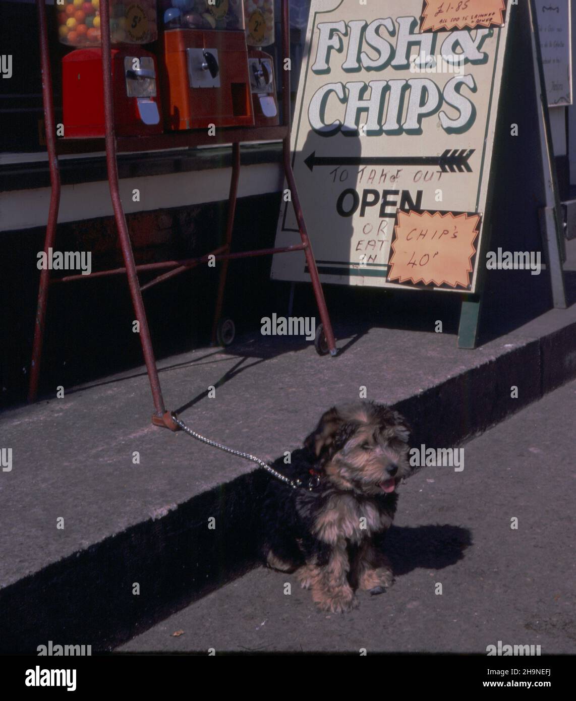 Yorkshire Terrier puppy outside chip shop in Whitby, North Yorkshire ...