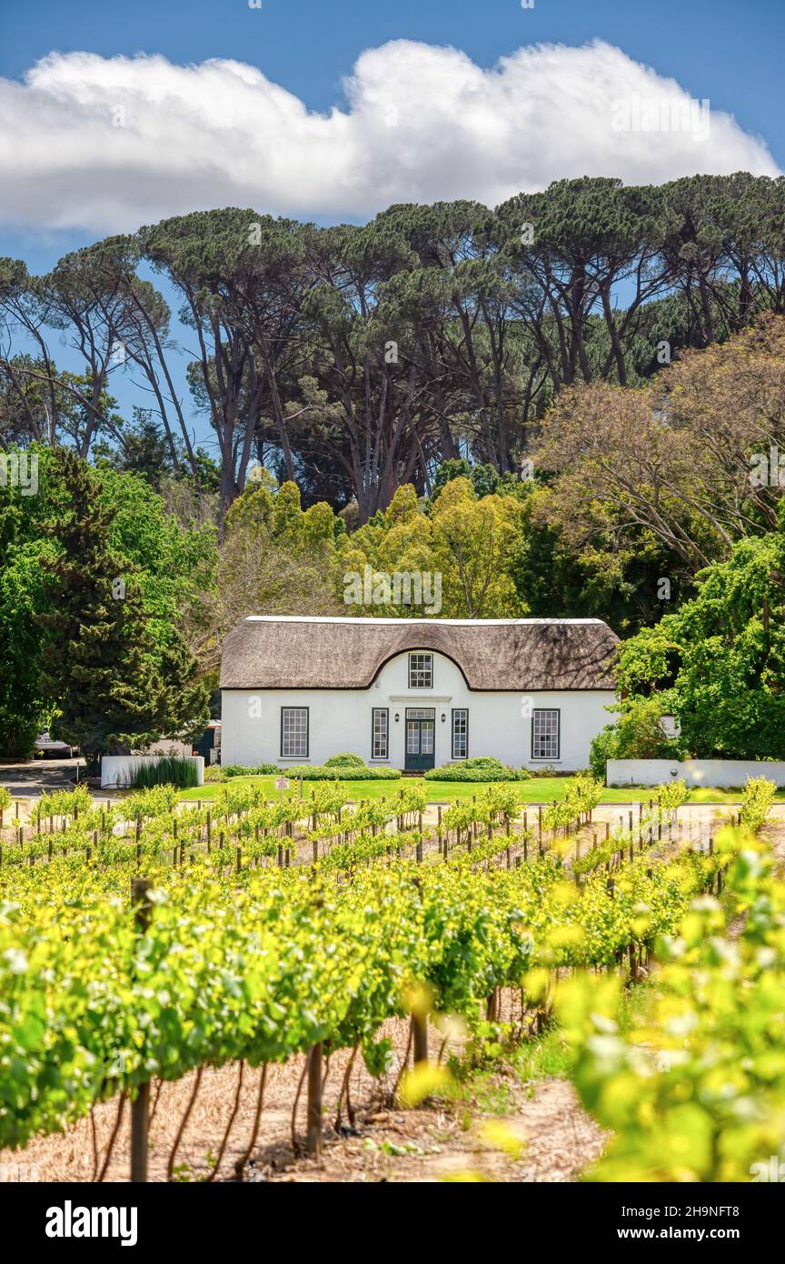 The Oude Libertas vineyard and Cape Dutch homestead in Stellenbosch in ...