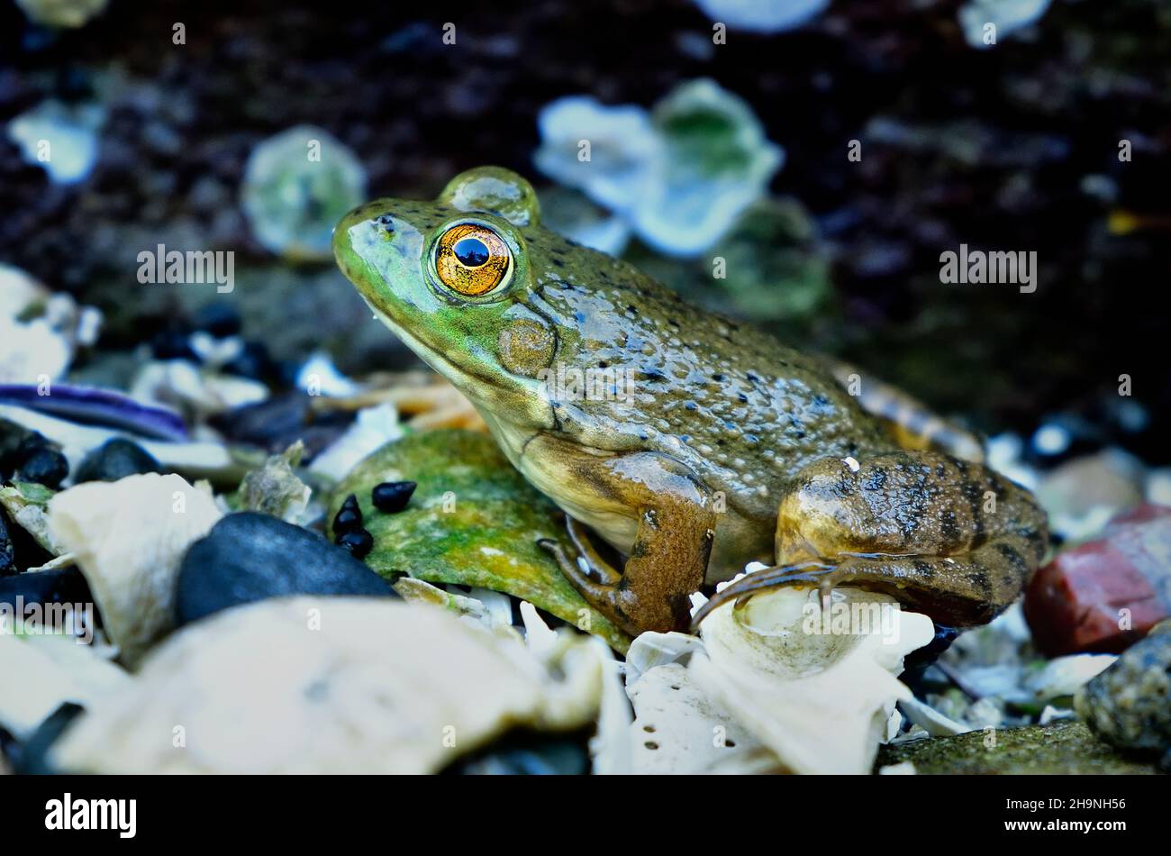 A side view of a green bull frog sitting on the broken shells on a salt ...