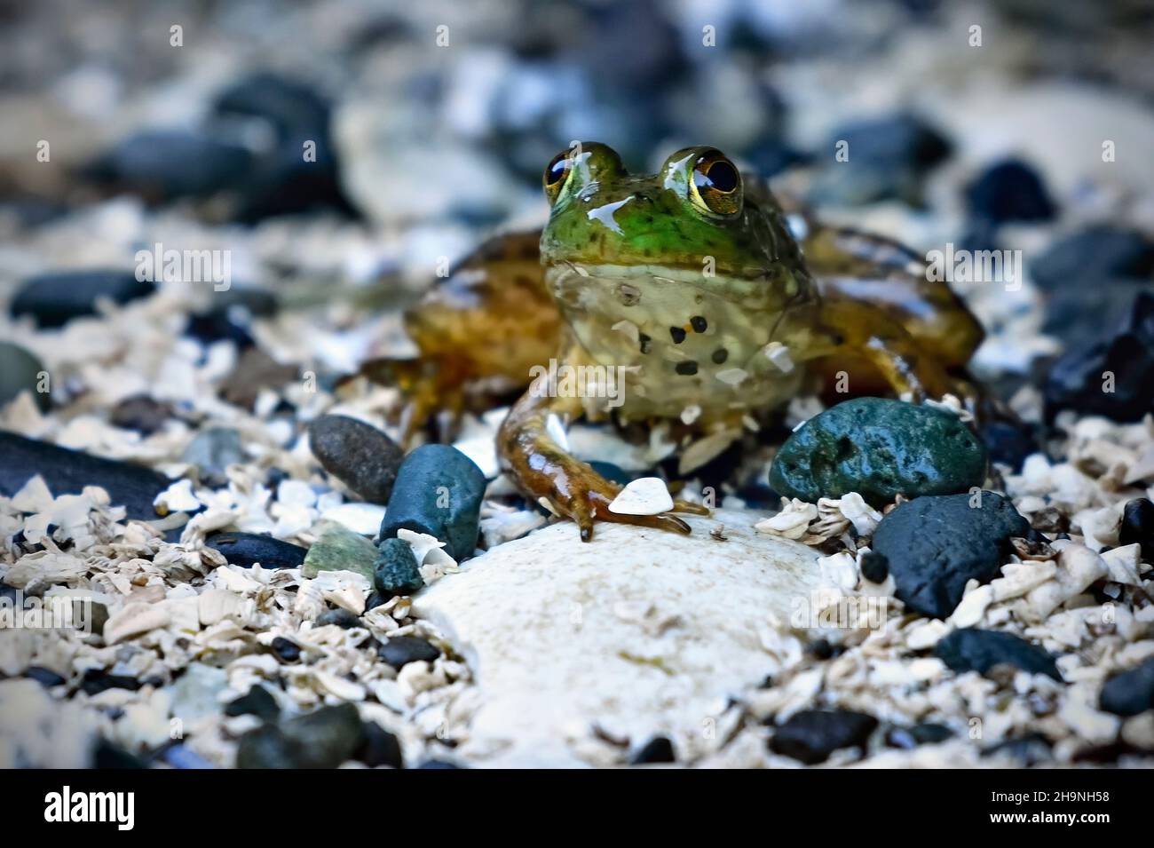 A front view of a green bull frog sitting on the broken shells on a ...