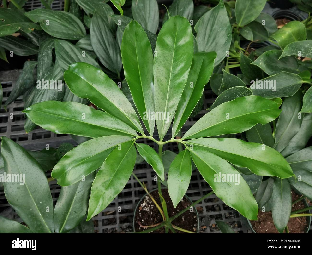 The shiny star-shaped green leaf of Philodendron Goeldii, a tropical ...