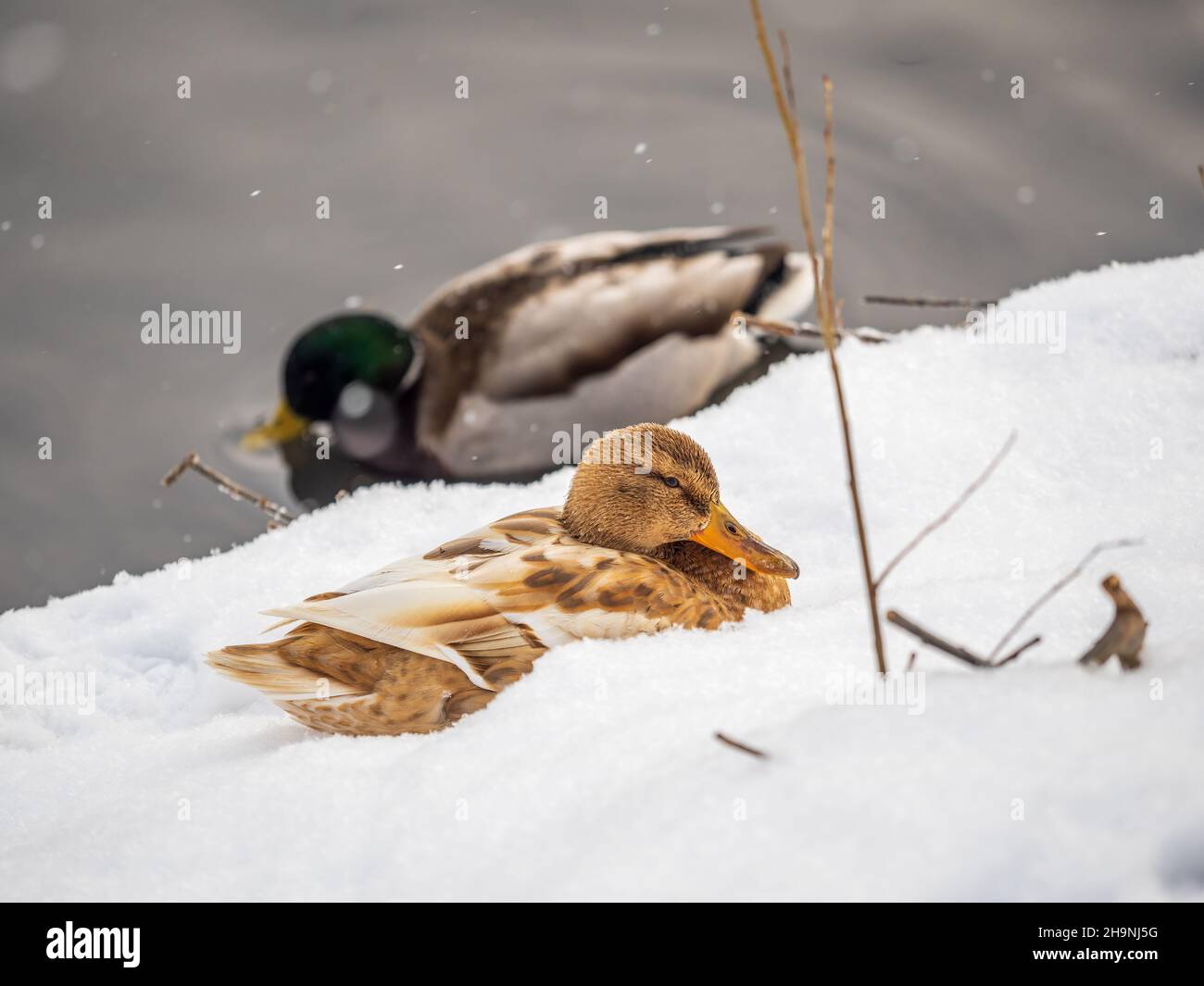 Yellow colored Mallard female Duck on the white snow background. Animal ...