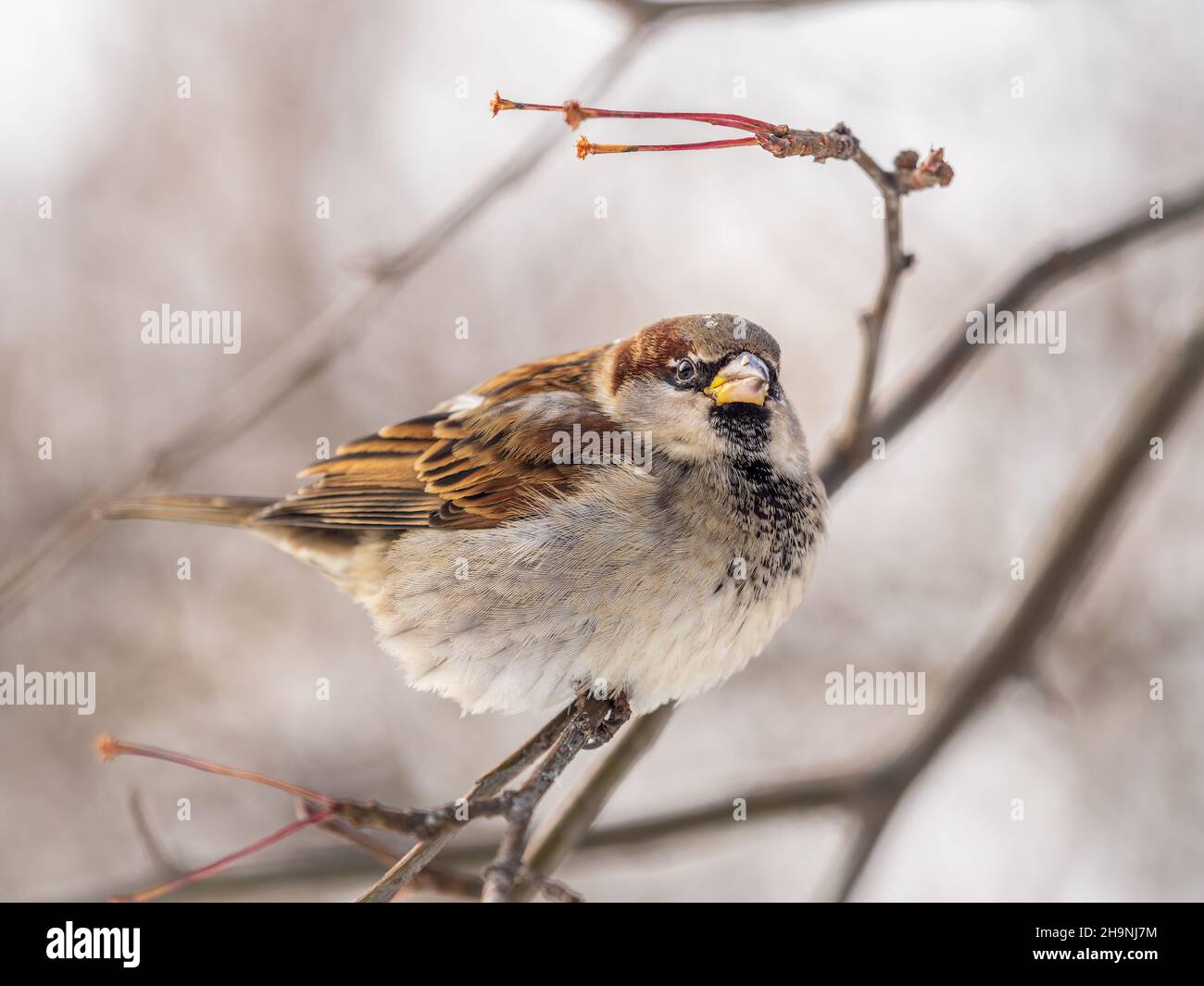 Sparrow sits on a branch without leaves. Sparrow on a branch in the ...