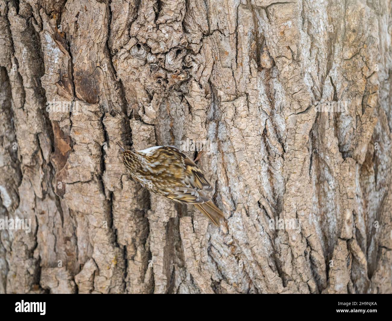 Little bird Eurasian treecreeper crawling on a tree. Cute interesting ...