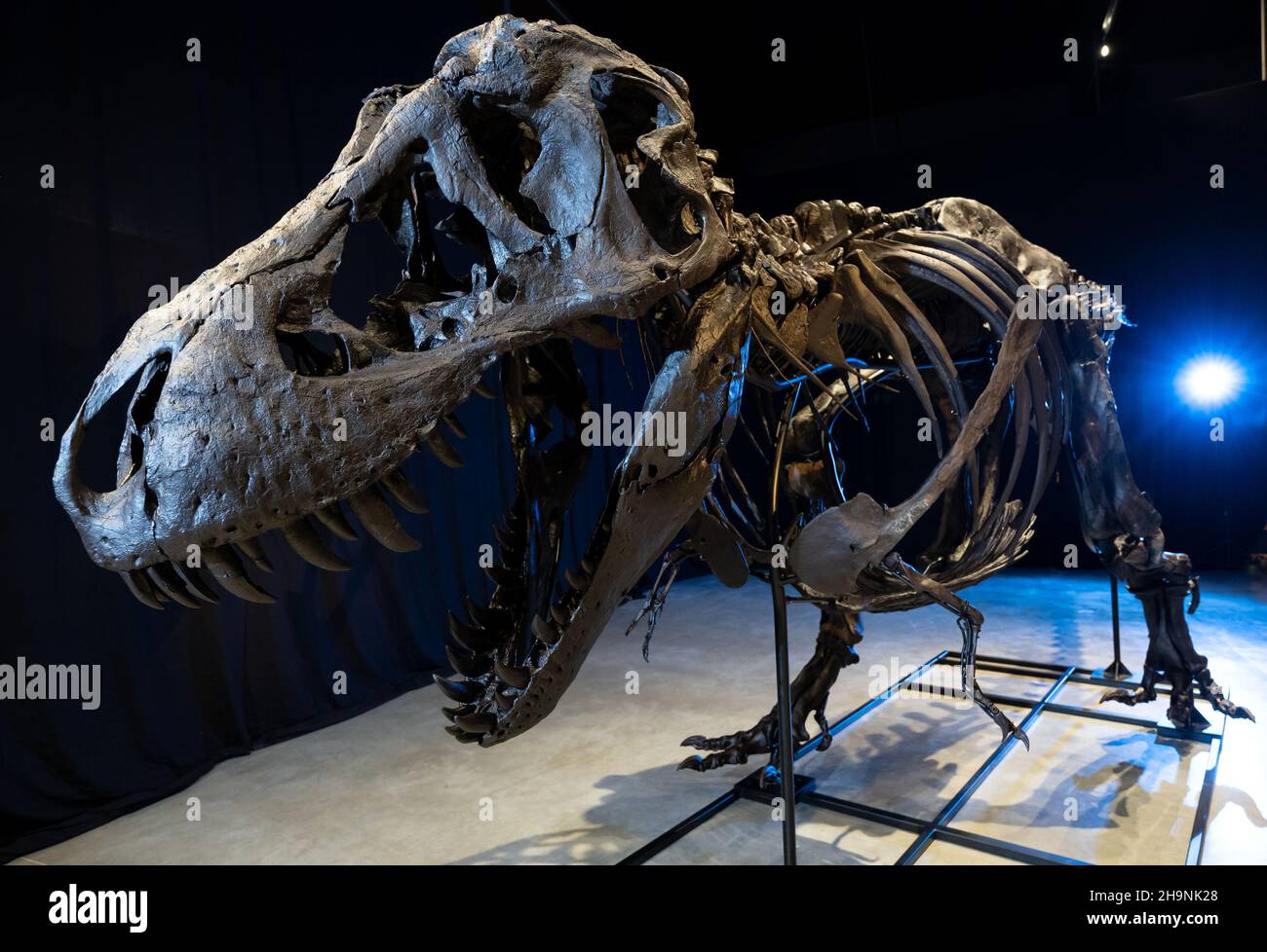 Denkendorf, Germany. 07th Dec, 2021. The skeleton of a Tyrannosaurus ...