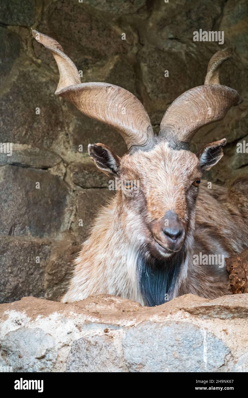 Close-up portrait of Markhor, Capra falconeri, wild goat native to ...