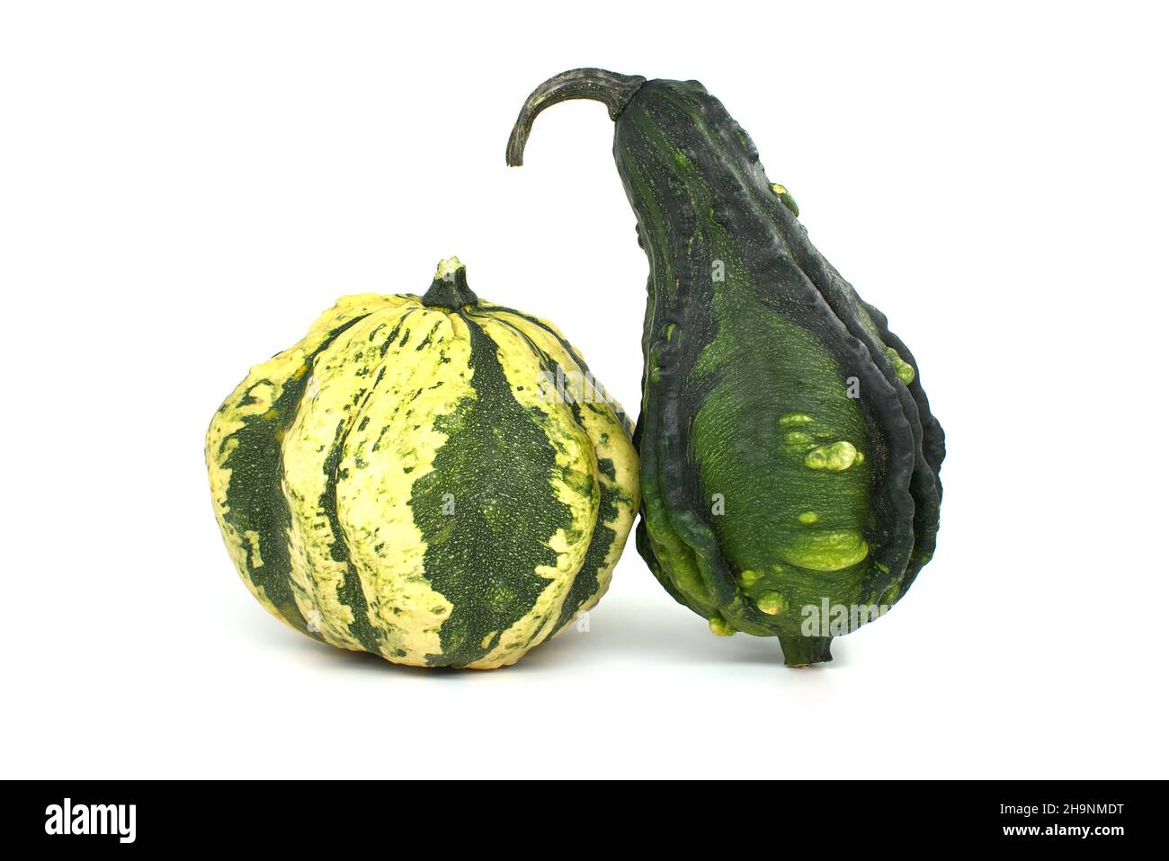 Decorative green warty pumpkins isolated on white background Stock ...