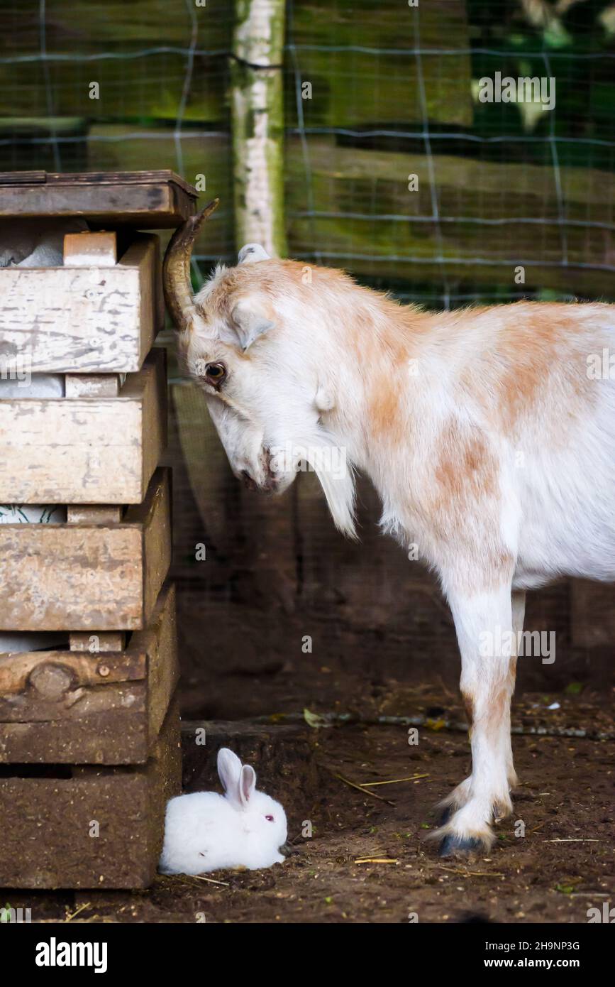 Rabbit goat hi-res stock photography and images - Alamy