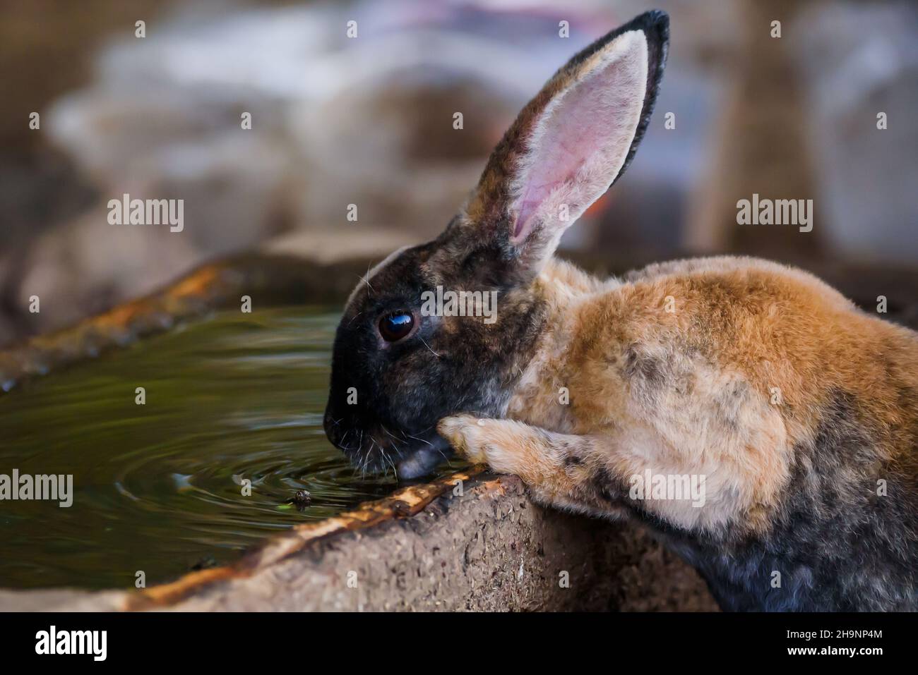 Rabbit drinks water hi-res stock photography and images - Alamy