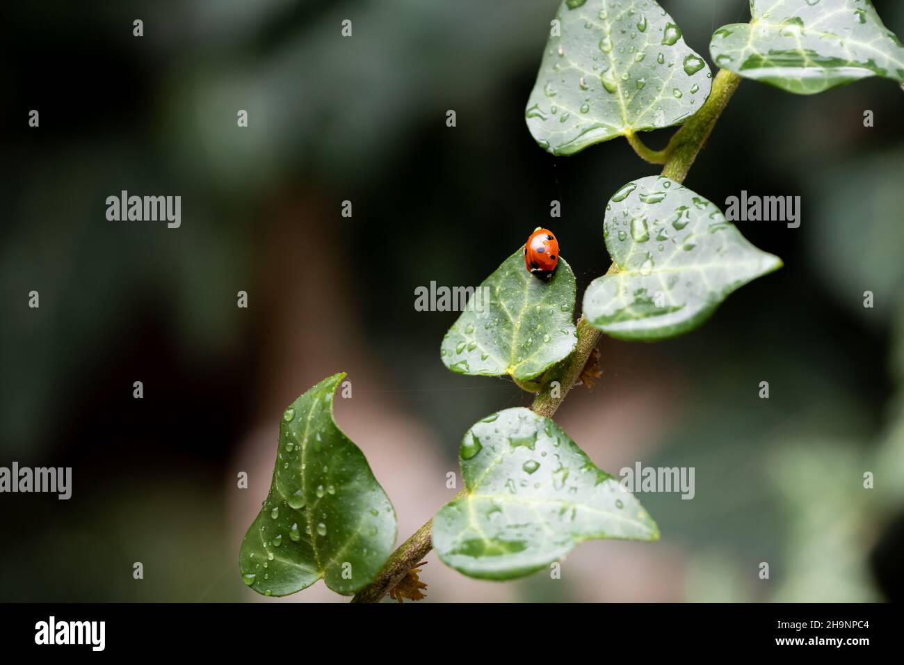 The Coccinellidae ladybug sits on ivy leaves in the garden. Dark ...