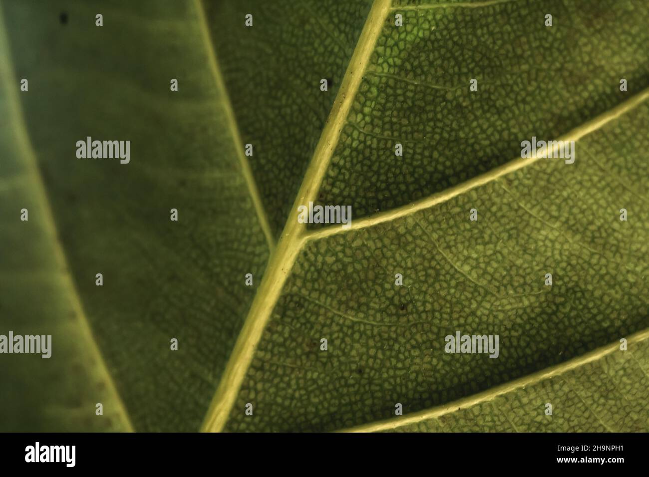 Light emerald green color more tone in stock. Copy space Abstract real ...