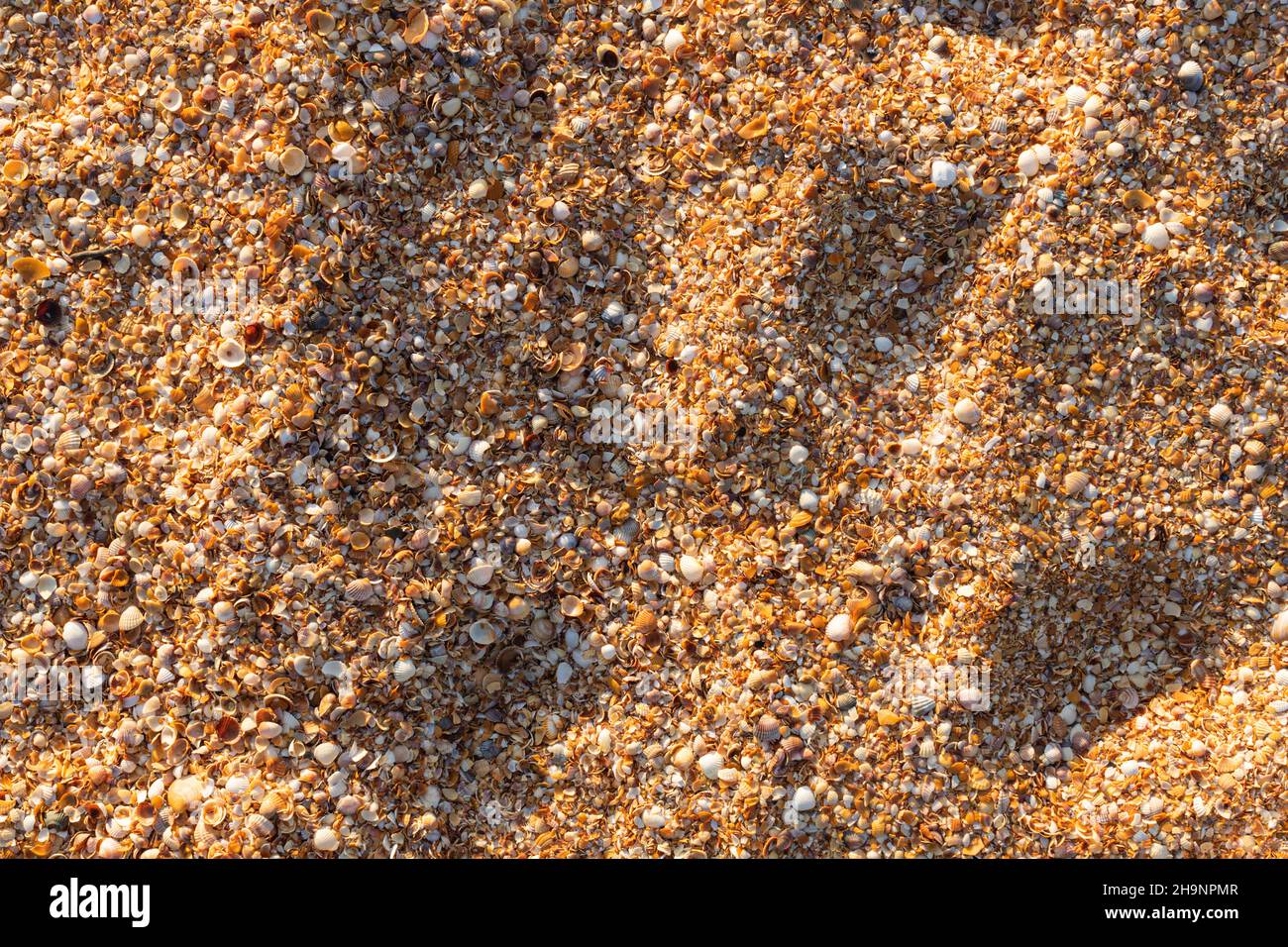 A background of shells on a seashell beach. A large number of small ...