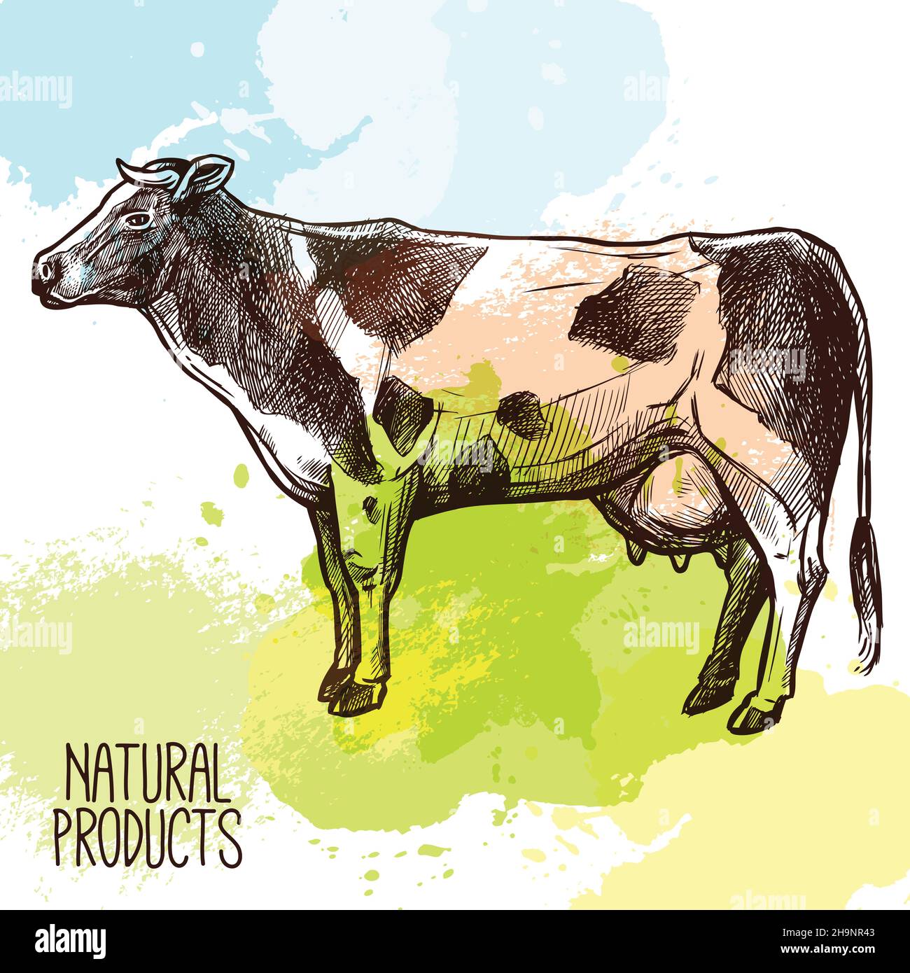 Sketch domestic cow standing with water color splashes on background ...