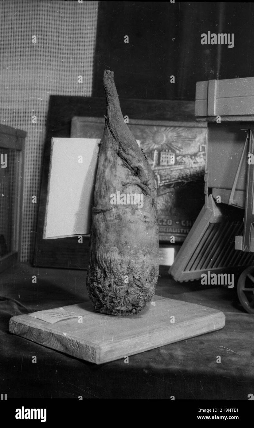 Burak cukrowy Black and White Stock Photos & Images - Alamy