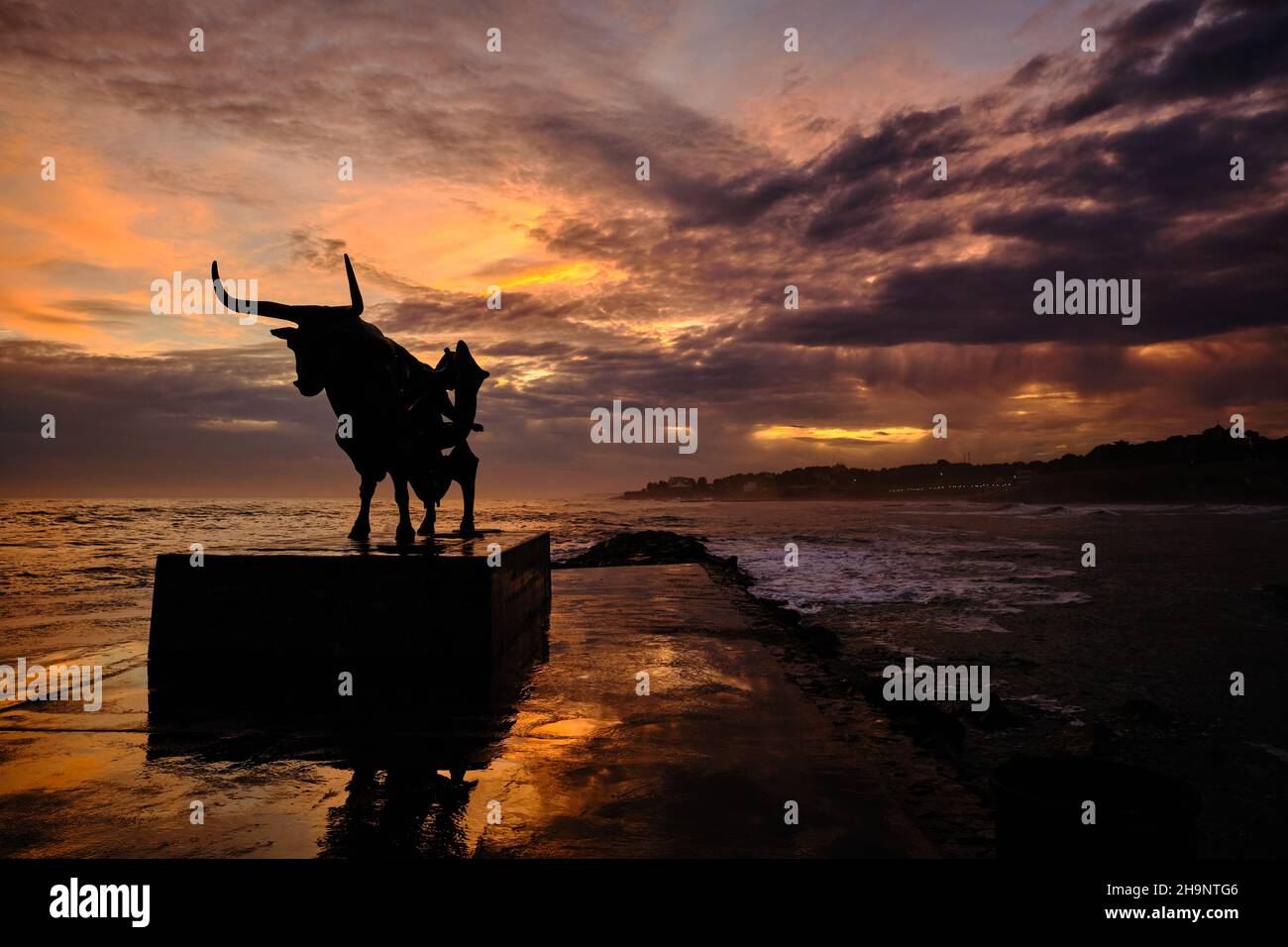 Bull at Sunset Stock Photo - Alamy