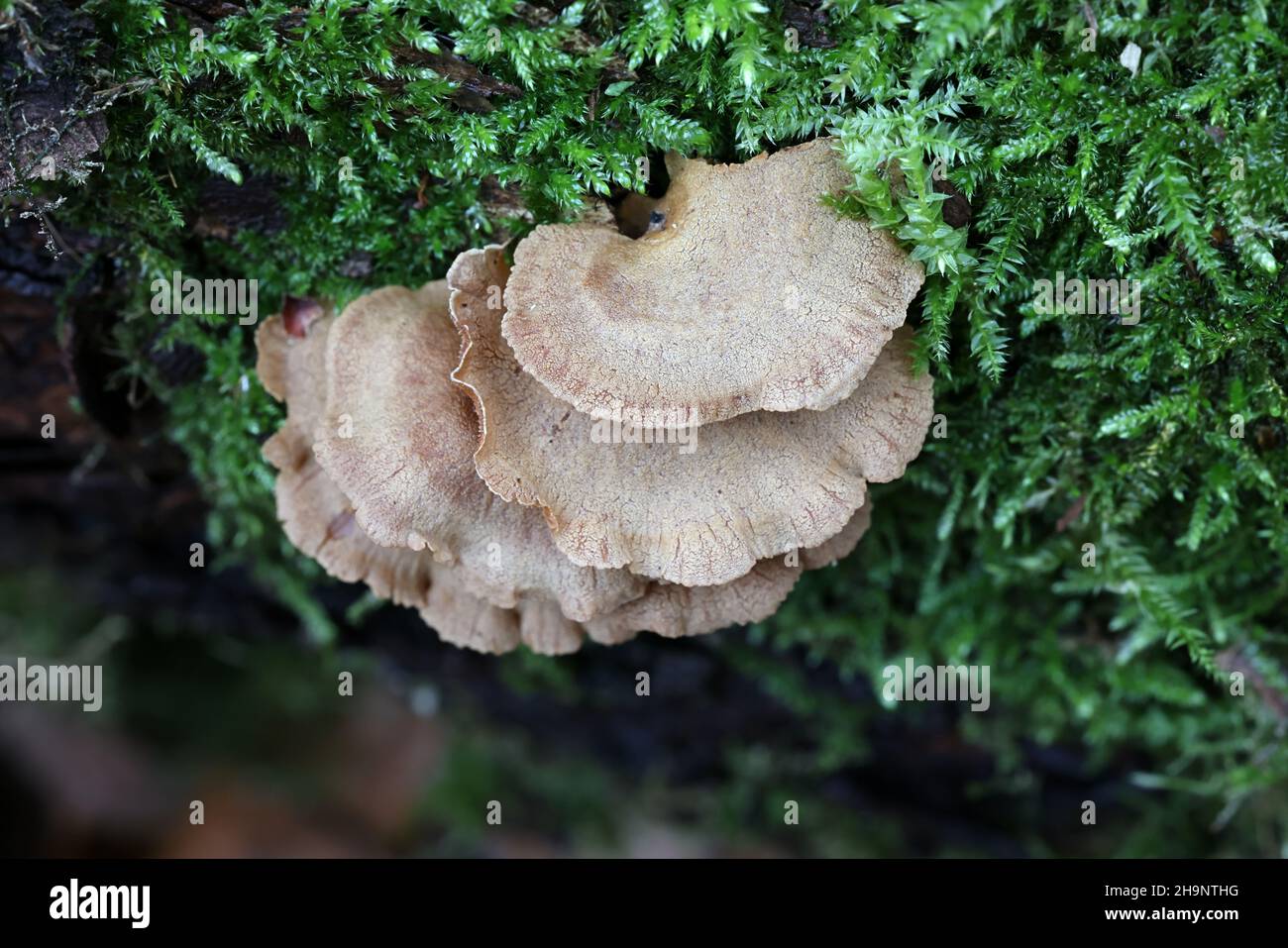 Panellus stipticus, commonly known as the bitter oyster, astringent ...