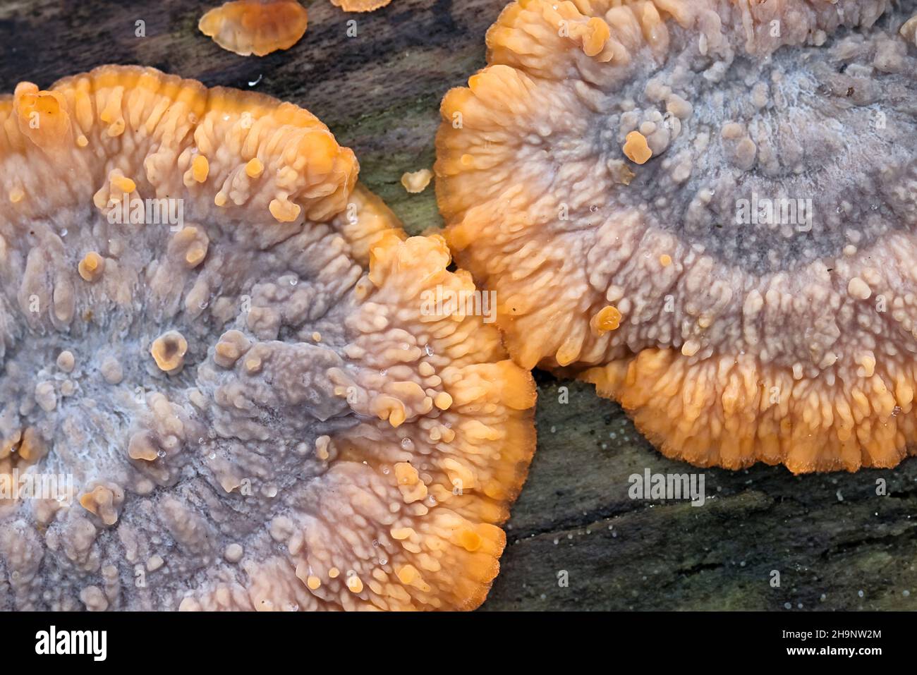 Phlebia radiata, commonly known as the wrinkled crust fungus, wild ...