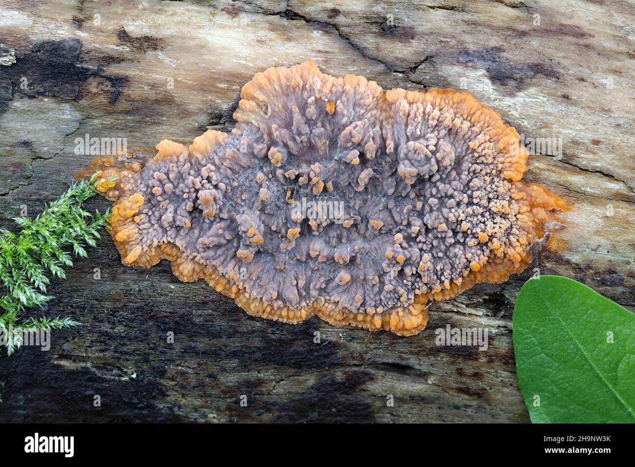 Phlebia radiata, commonly known as the wrinkled crust fungus, wild ...