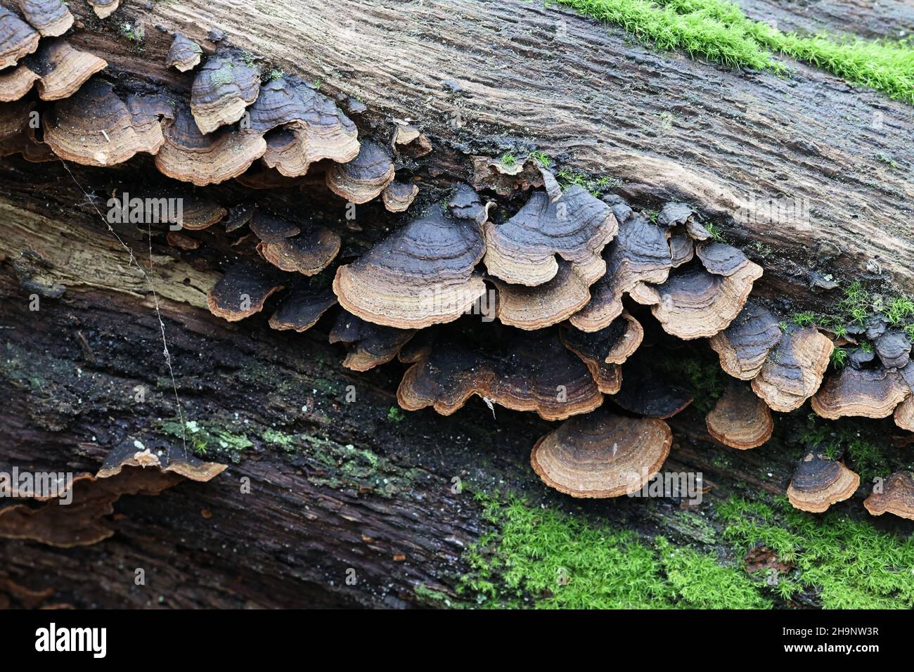 Hymenochaete rubiginosa, known as Oak Curtain Crust, wild fungus from ...