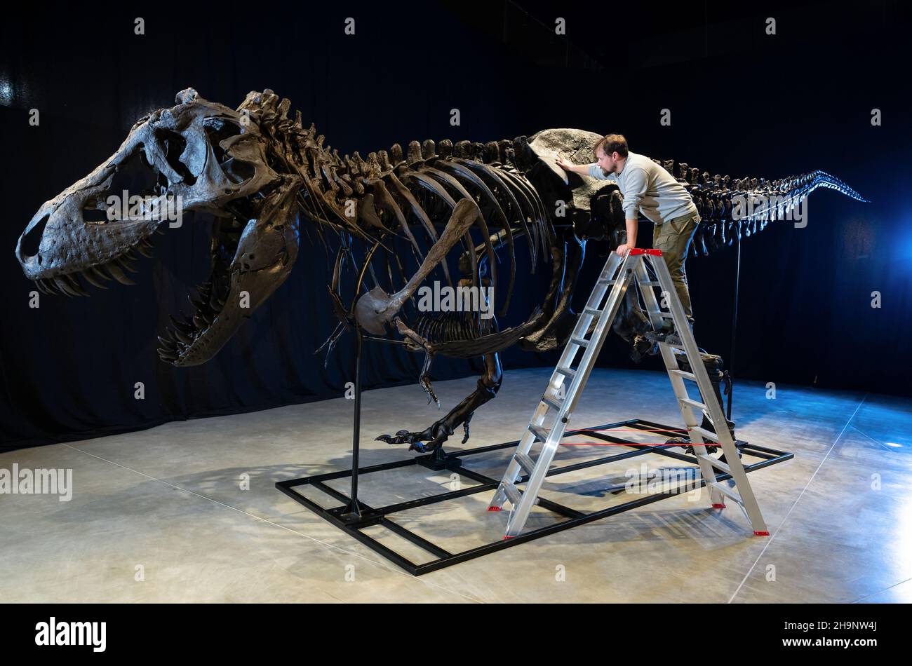 Paleontologist dinosaur fossils hi-res stock photography and images - Alamy
