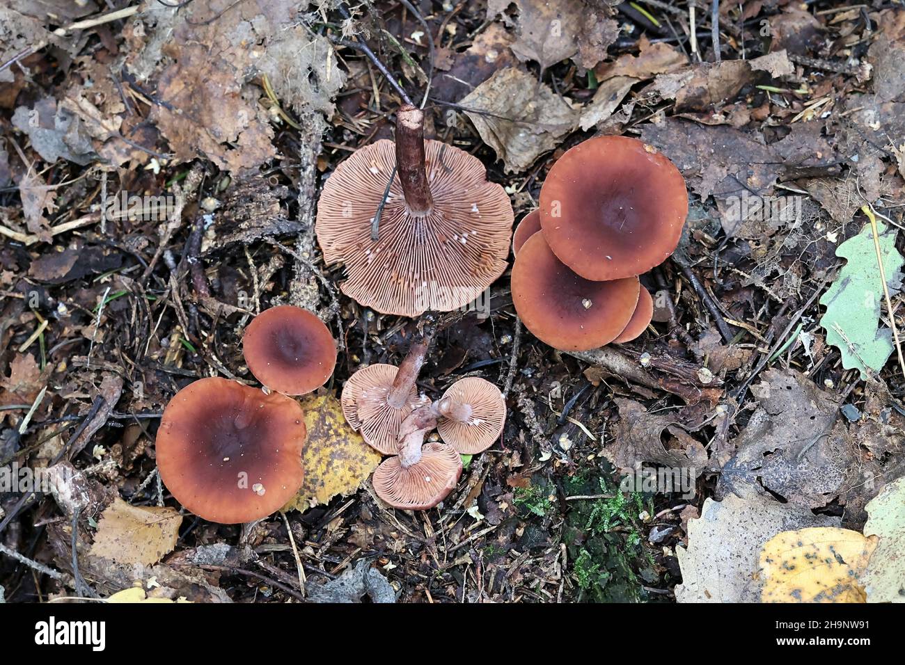 Lactarius camphoratus, commonly known as the curry milkcap, wild ...