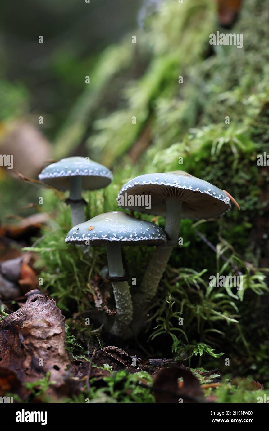 Stropharia aeruginosa hi-res stock photography and images - Alamy