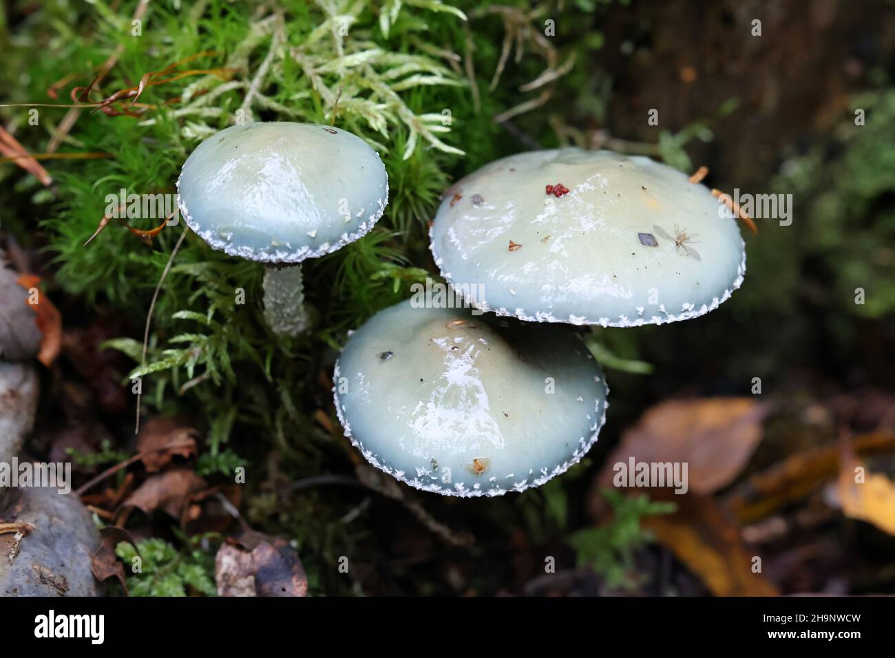 Verdigris roundhead hi-res stock photography and images - Alamy
