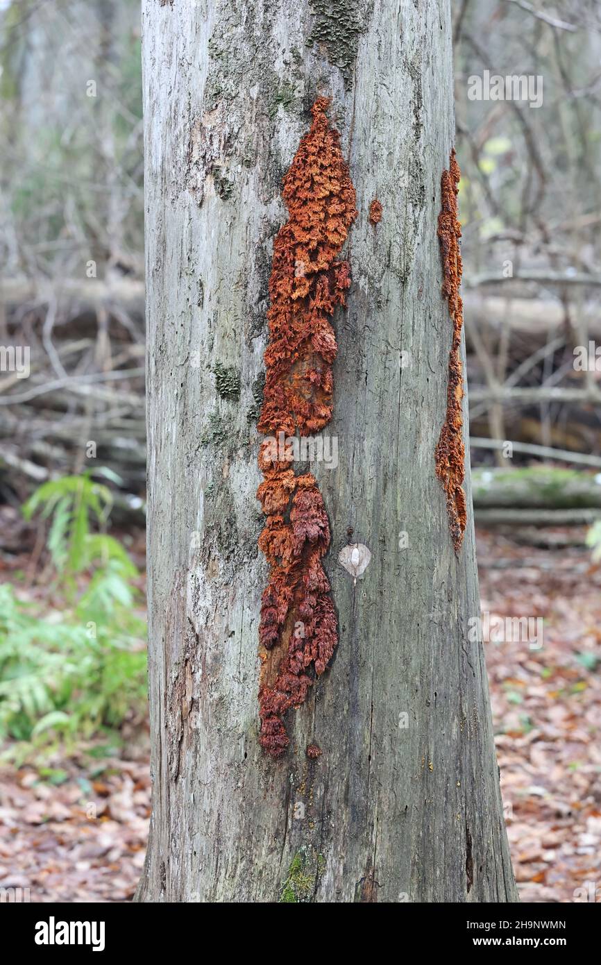 Orange sponge polypore hi-res stock photography and images - Alamy