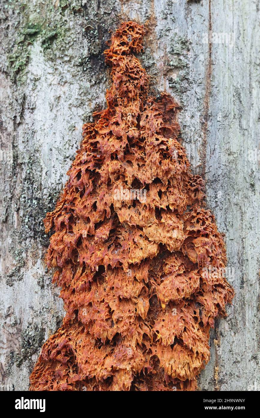 Orange sponge polypore hi-res stock photography and images - Alamy