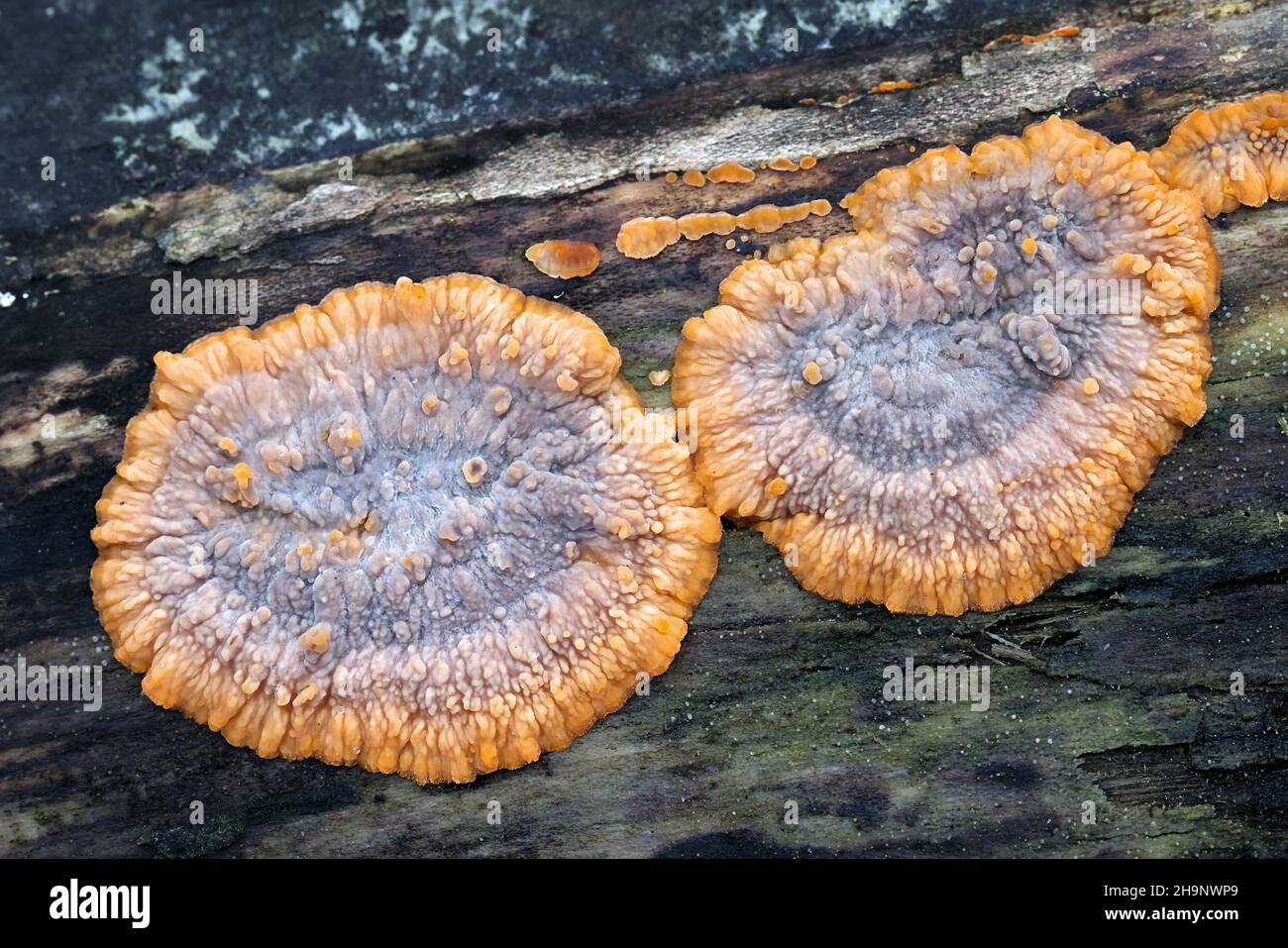 Phlebia radiata, commonly known as the wrinkled crust fungus, wild ...