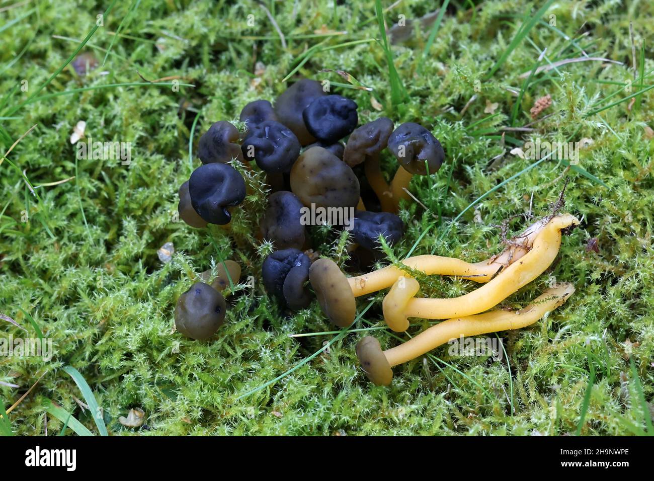 Hypomyces leotiicola, a parasitic ascomycete fungus, growing on Leotia ...