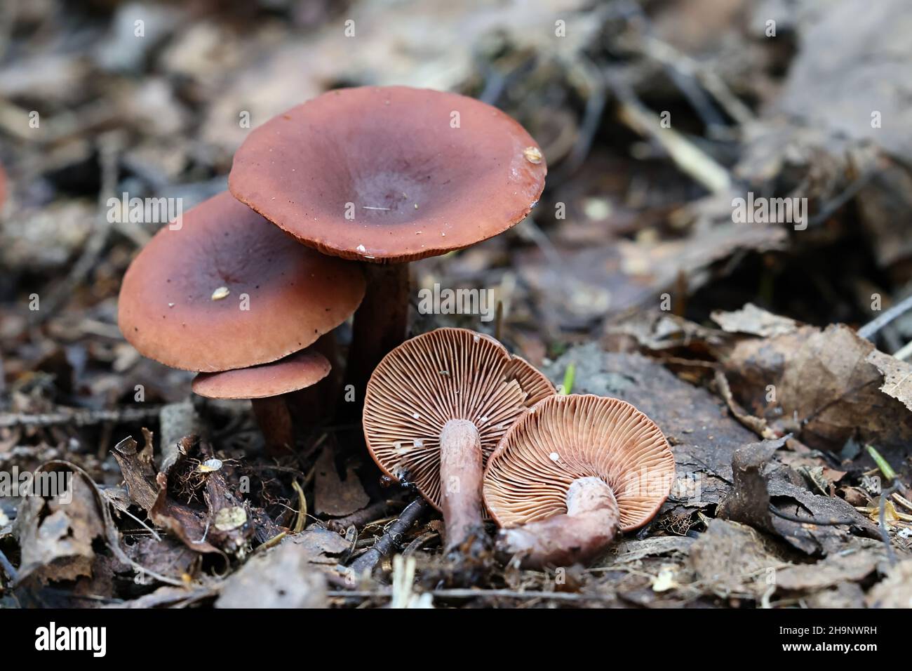 Lactarius camphoratus, commonly known as the curry milkcap, wild ...