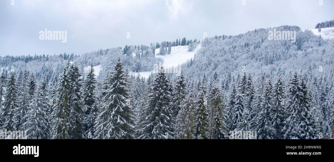 Winter scene with snowy forest banner. Snow cowered pine trees, winter ...