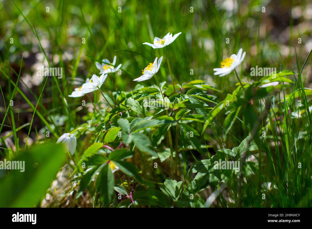 Spring forest landscape with fresh windflowers outdoors Stock Photo - Alamy