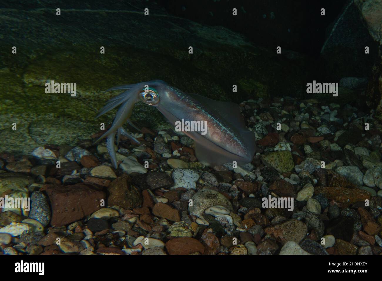 Red reef squid hi-res stock photography and images - Alamy