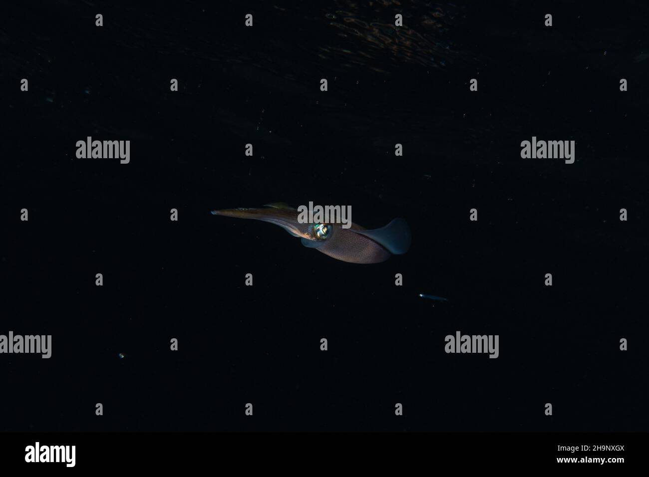 Red reef squid hi-res stock photography and images - Alamy