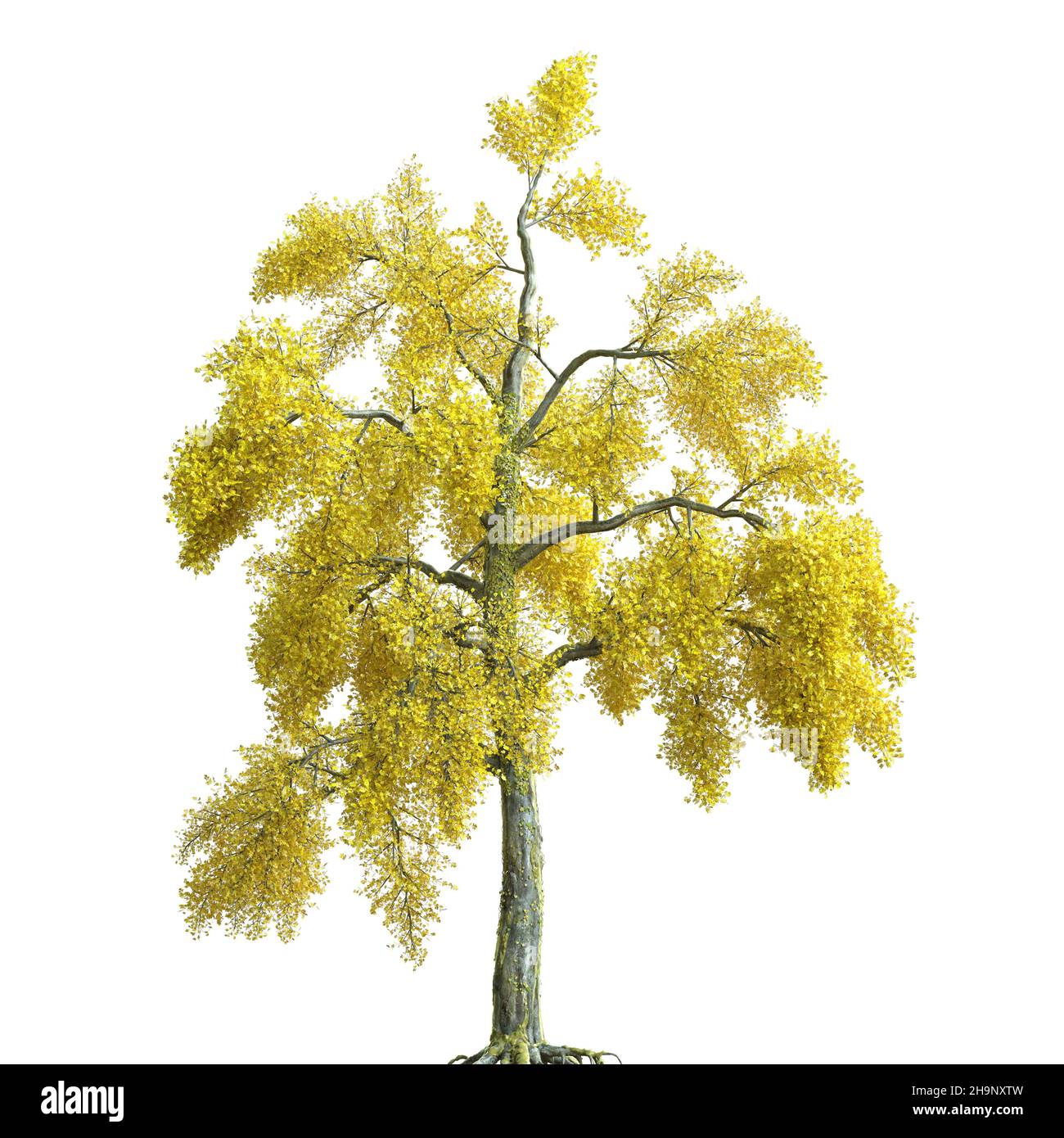 3D illustration autumn tree isolated on white background Stock Photo ...