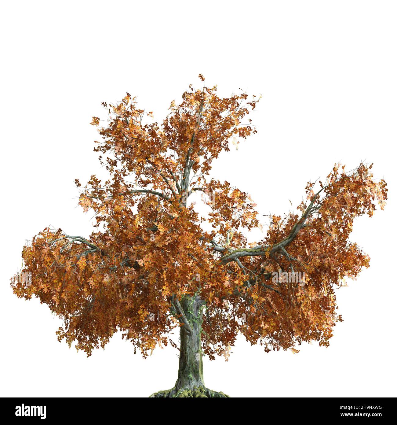 3D illustration autumn tree isolated on white background Stock Photo - Alamy