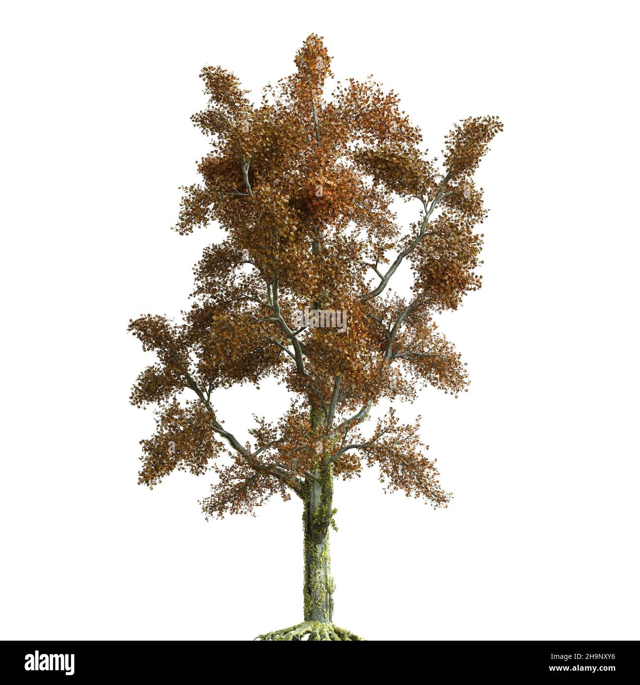 3D illustration autumn tree isolated on white background Stock Photo ...