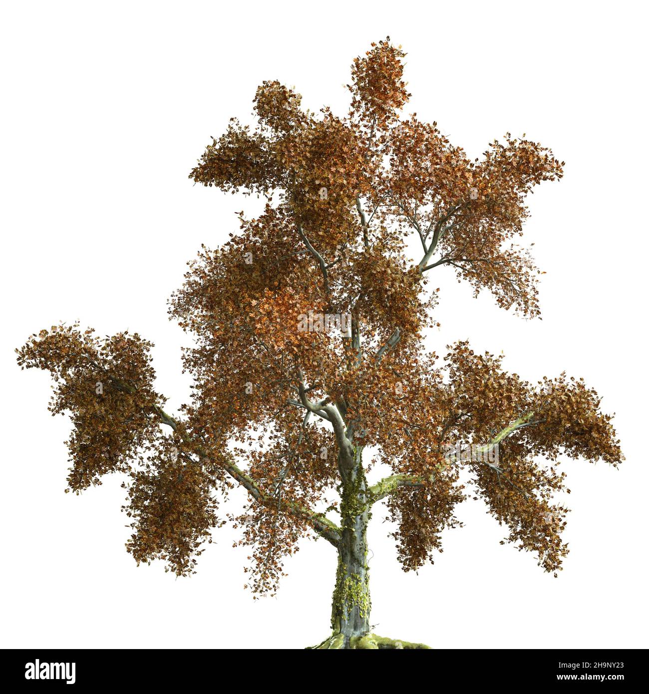 3D illustration autumn tree isolated on white background Stock Photo - Alamy