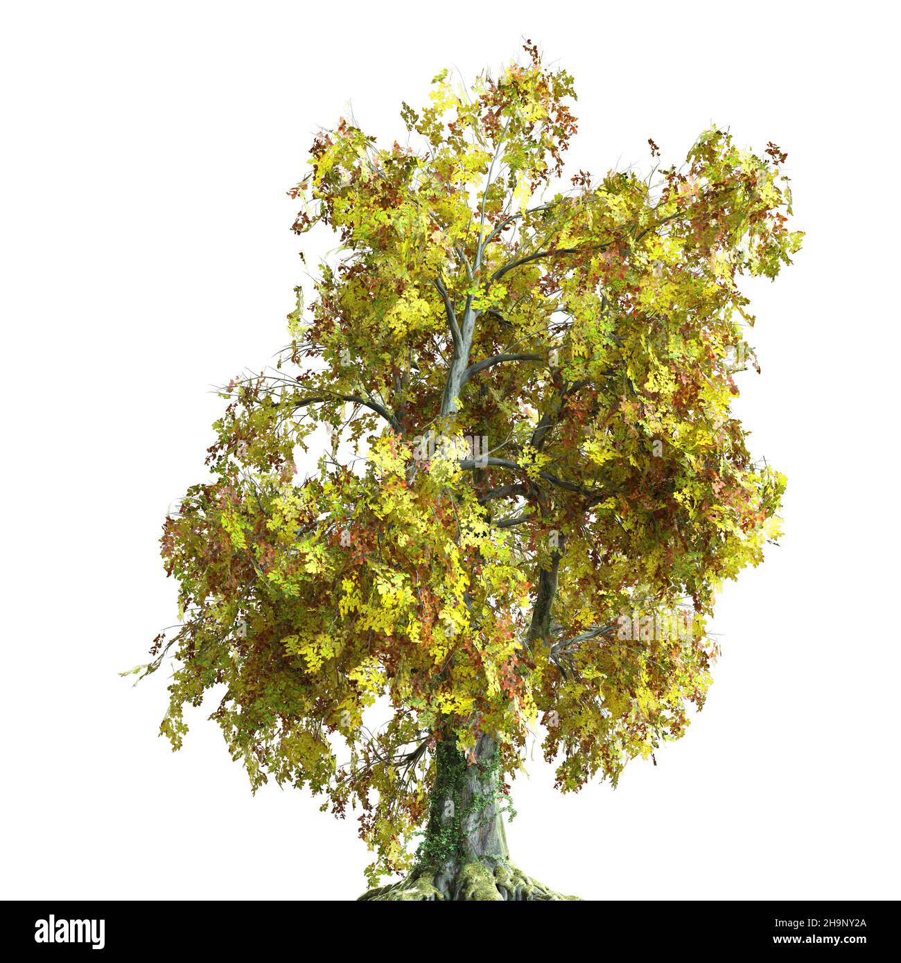 3D illustration autumn tree isolated on white background Stock Photo ...