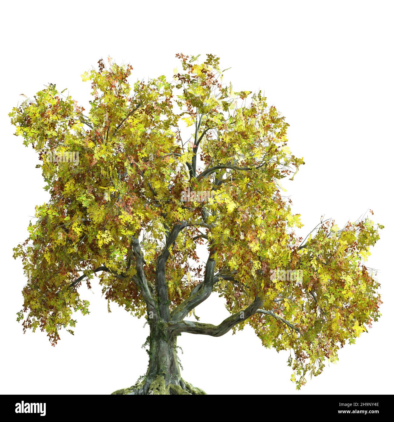 3D illustration autumn tree isolated on white background Stock Photo ...