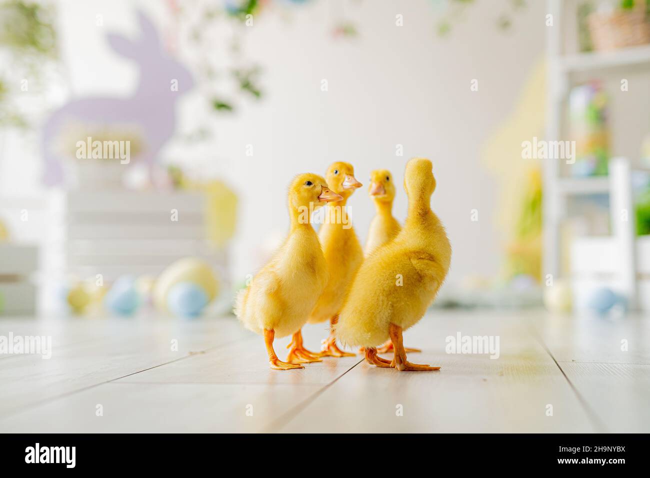 Easter studio decoration. little ducklings on background of colorful ...