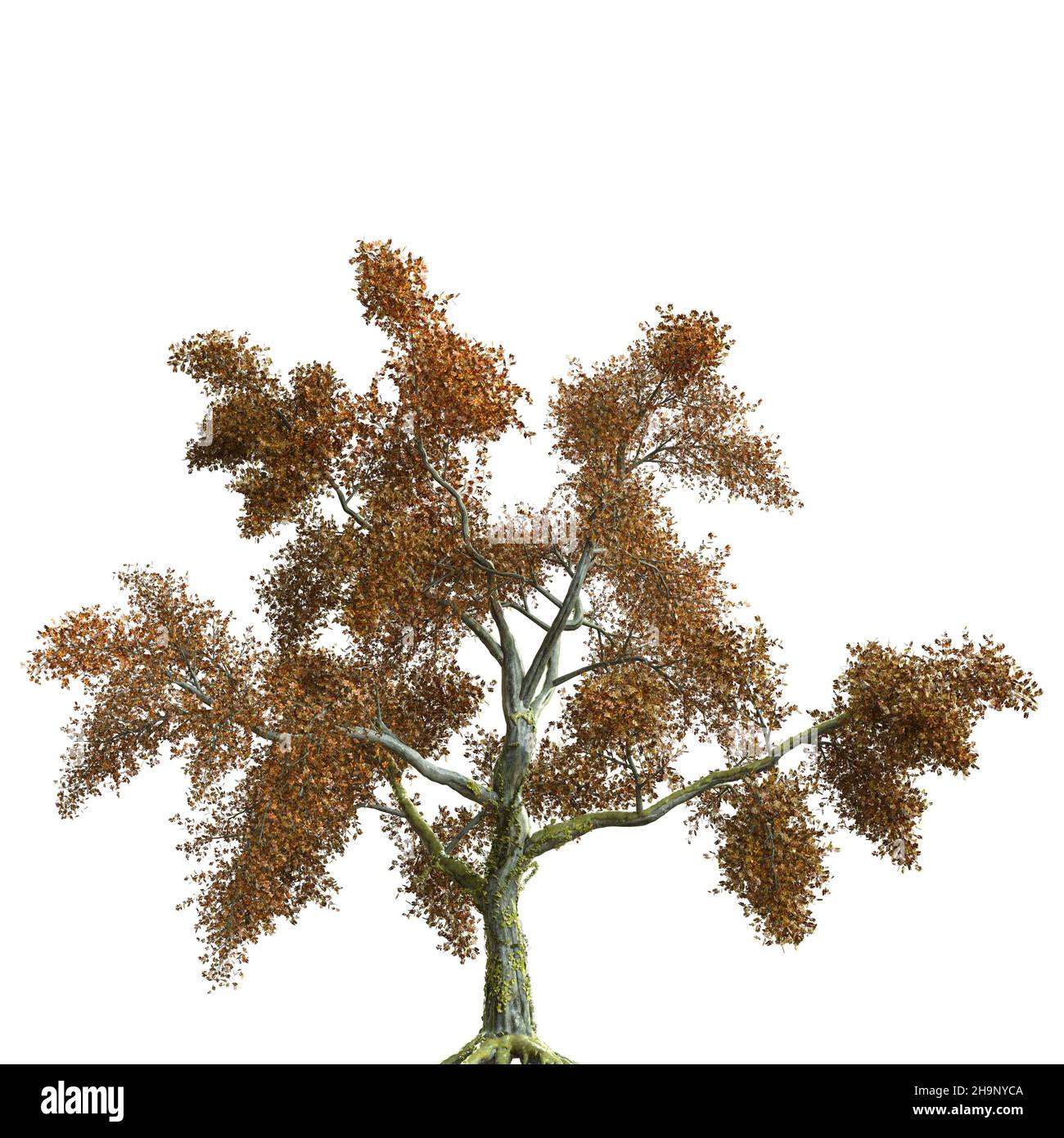 3D illustration autumn tree isolated on white background Stock Photo ...
