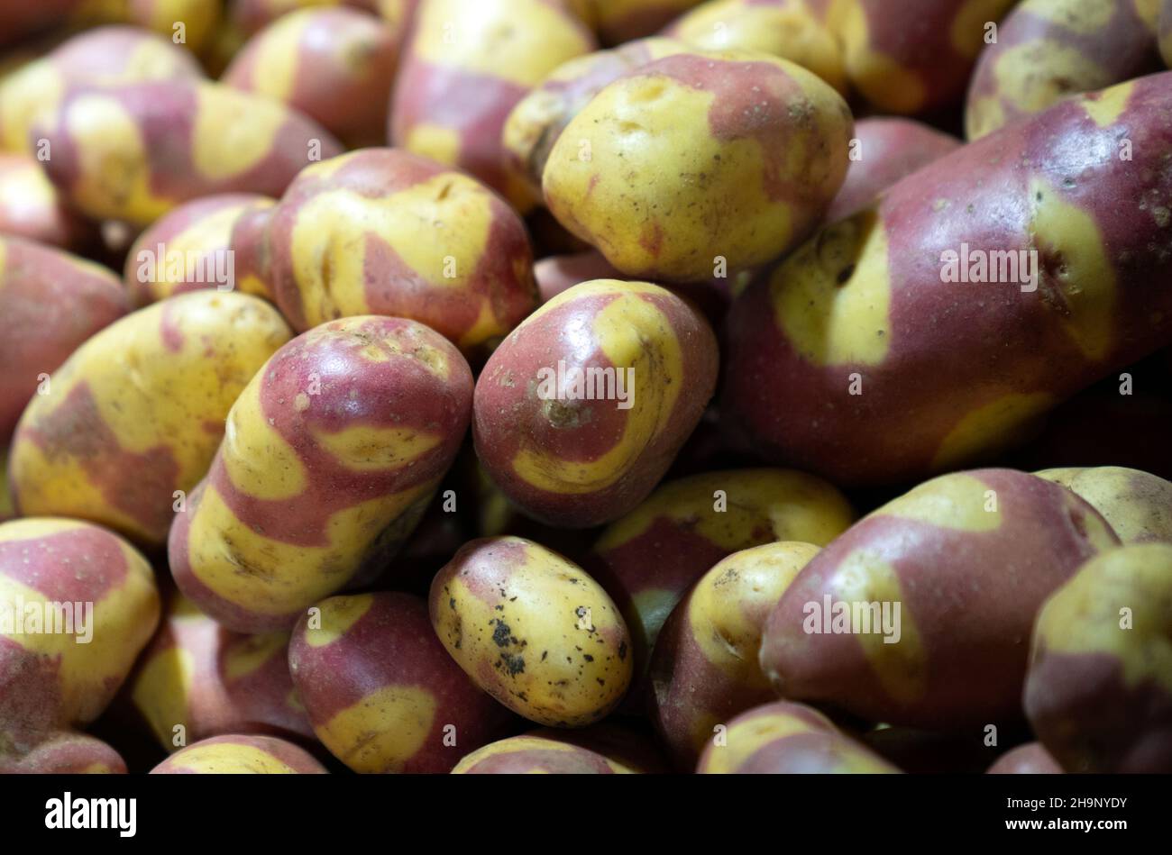 A new hybrid variety of potatoes named Nemo, after the cartoon fish in ...