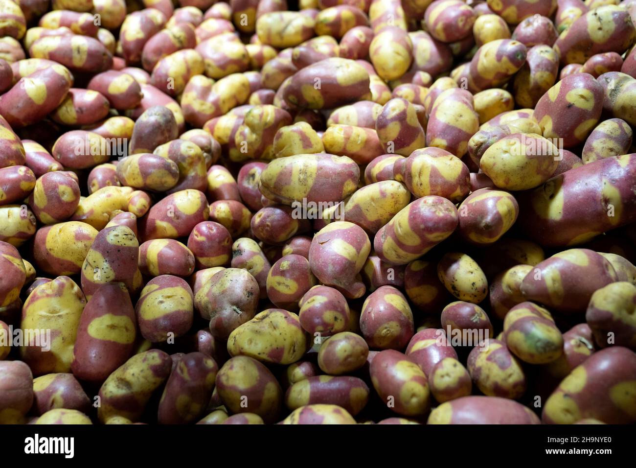 A new hybrid variety of potatoes named Nemo, after the cartoon fish in ...