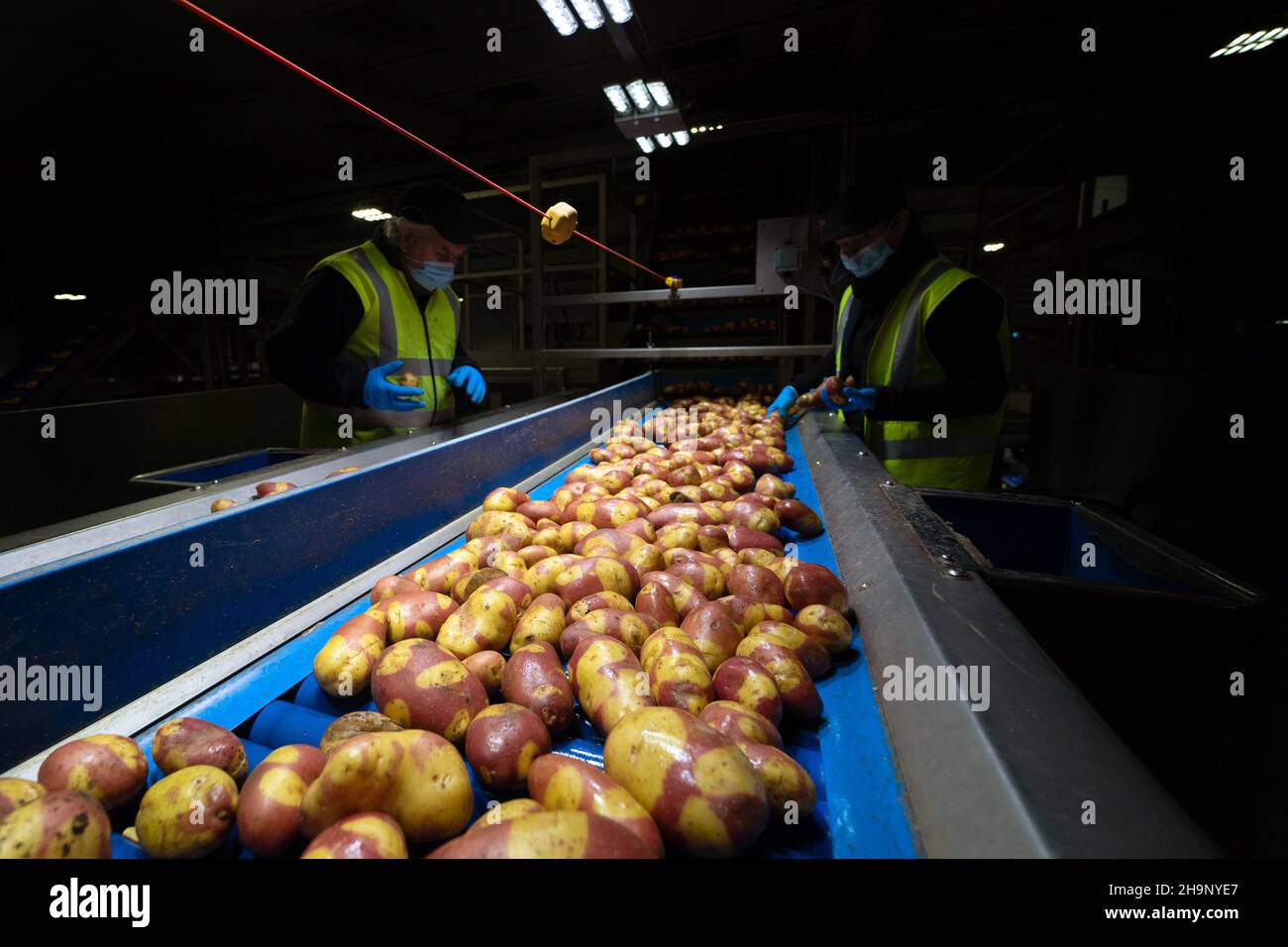 A new hybrid variety of potatoes named Nemo, after the cartoon fish in ...